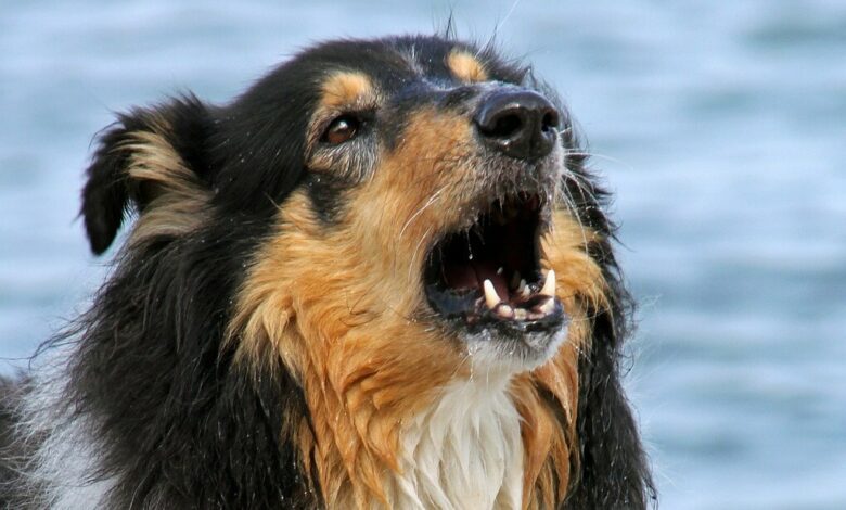 Mi perro ladra mucho, ¿qué puedo hacer? - Mascotanoble Mi perro ladra mucho, ¿qué puedo hacer? - Mascotanoble